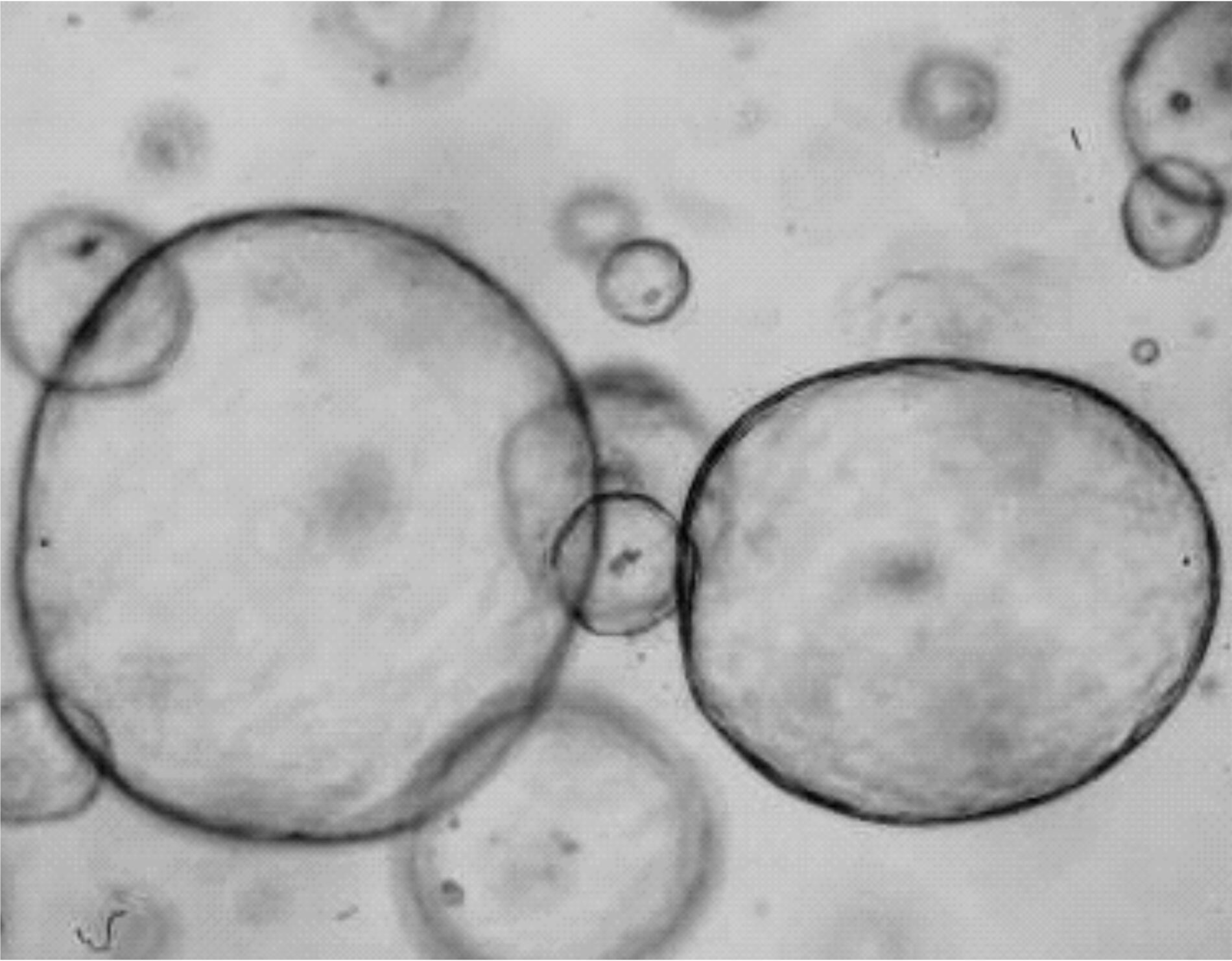 Research - Argyris Papantonis Lab